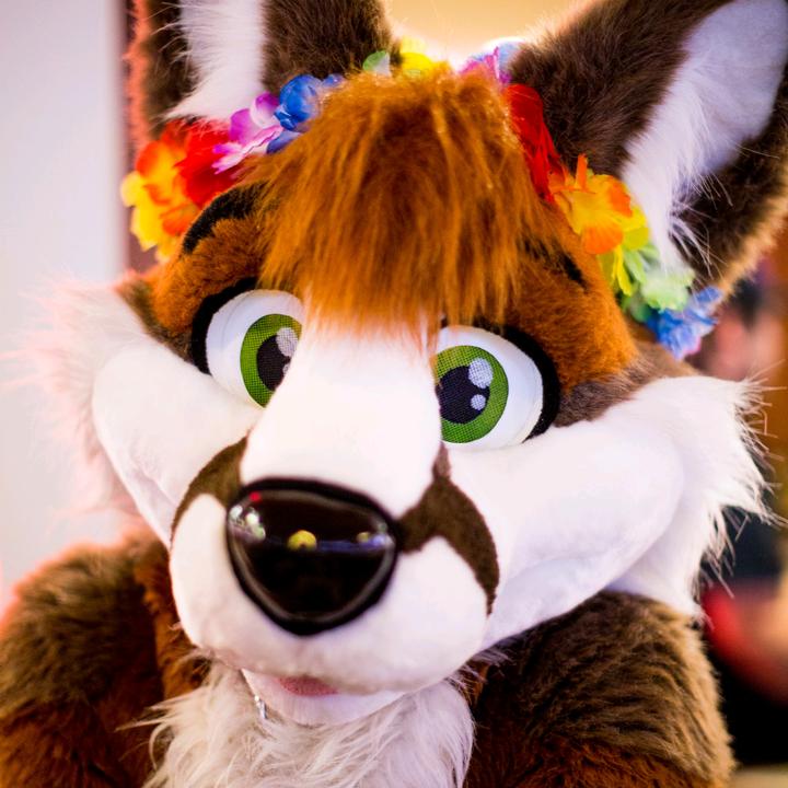 💗🐾Leon the Fox🐾💗(@leonthefox) | TikTok